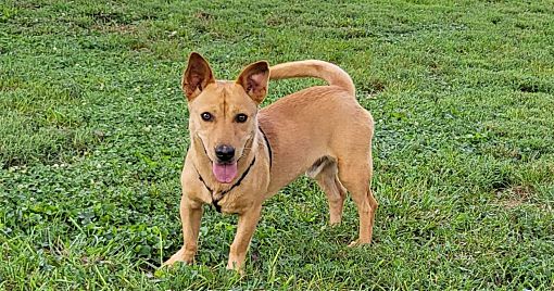 High Point, NC - Corgi/Carolina Dog. Meet Scrappy a Pet for Adoption ...