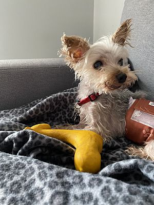 Beverly Hills, MI - Yorkie, Yorkshire Terrier. Meet Max a Pet for ...