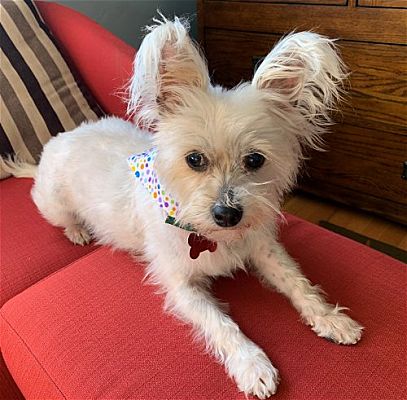 Oceanside, CA - Terrier (Unknown Type, Medium)/Yorkie, Yorkshire ...