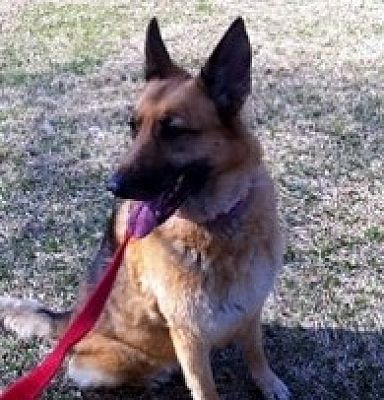Dallas, TX - German Shepherd Dog. Meet Raci a Pet for Adoption ...
