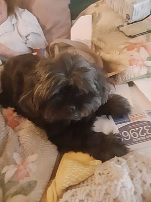 Vero Beach, FL - Lhasa Apso. Meet Mona/Maggie a Pet for Adoption - AdoptaPet.com