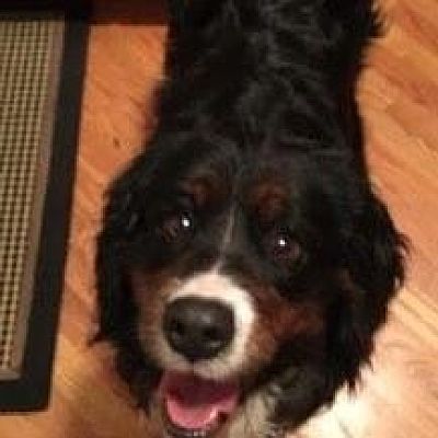St. Charles, IL - Bernese Mountain Dog/King Charles Spaniel. Meet ...