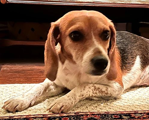 Clinton, SC - Beagle. Meet Freckles a Pet for Adoption - AdoptaPet.com