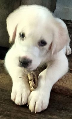 Mesa, AZ - Akbash/Labrador Retriever. Meet Oden a Pet for Adoption ...