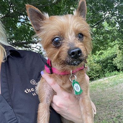 Magnolia, TX - Yorkie, Yorkshire Terrier. Meet Ginger (Dallas) a Pet ...