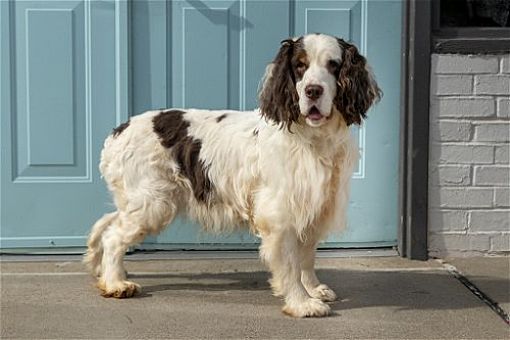 Sussex, NJ - Springer Spaniel/Clumber Spaniel. Meet MOSES a Pet for ...
