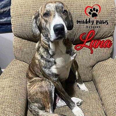 Council Bluffs, IA - Labrador Retriever. Meet Luna (Courtesy Post) a ...