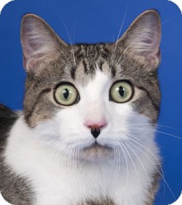 Chicago, IL - Domestic Shorthair. Meet Fallon a Pet for Adoption ...