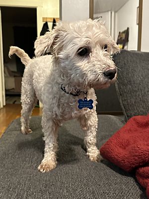 Boston, MA - Poodle (Miniature)/Maltese. Meet Seymour a Pet for ...