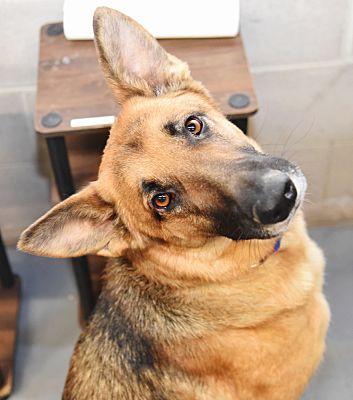Sheridan, CO - German Shepherd Dog. Meet Mama Ariel a Pet for Adoption ...