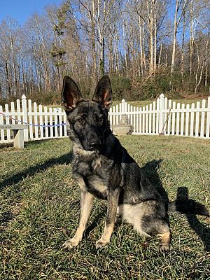 Garner, NC - German Shepherd Dog. Meet Pepper a Pet for Adoption ...