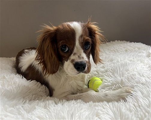 St. Louis Park, MN - Cavalier King Charles Spaniel. Meet Gibson a Pet ...