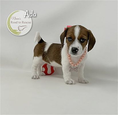 Benton, LA - Jack Russell Terrier/Beagle. Meet Ada a Pet for Adoption ...
