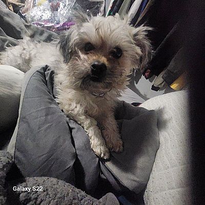 Camden, NJ - Yorkie Poo. Meet Moonie a Pet for Adoption - AdoptaPet.com