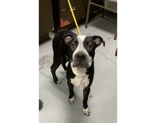 Los Lunas, NM - Boxer/Mixed Breed (Medium). Meet 56573179 a Pet for ...