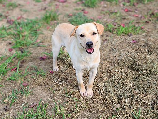 Toronto, ON - Jindo. Meet JINU a Pet for Adoption - AdoptaPet.com