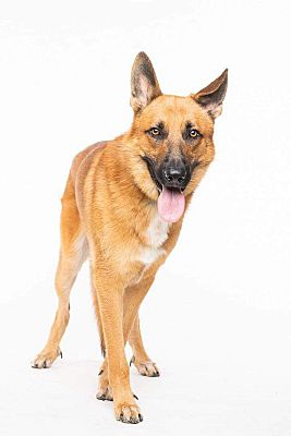 Huntsville, AL - Shepherd (Unknown Type)/Mixed Breed (Large). Meet Tank ...