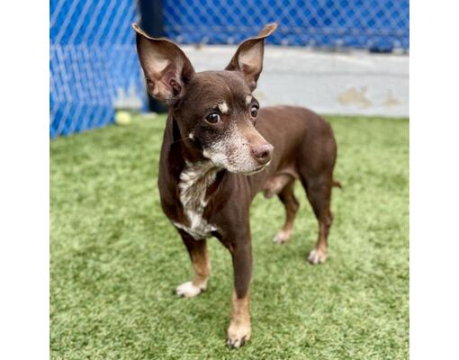 Hawthorne, CA - Chihuahua/Mixed Breed (Medium). Meet Rambo a Pet for ...