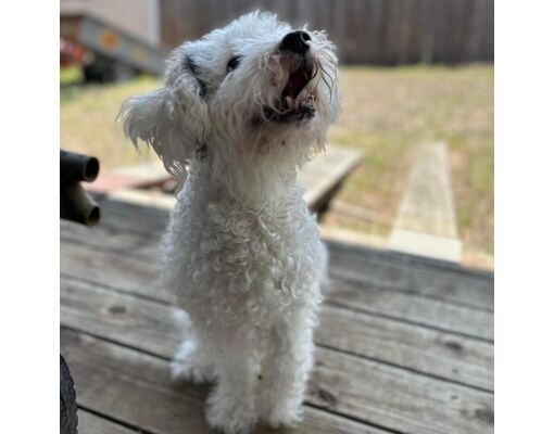 Albany, NY - Schnoodle/Maltese. Meet Boomer a Pet for Adoption ...