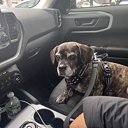 Yonkers, NY - French Bulldog/Beagle. Meet Rocky a Pet for Adoption ...