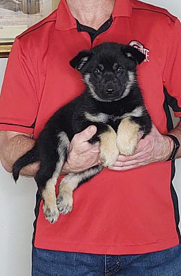 Pittsburgh, PA - German Shepherd Dog. Meet Piper a Pet for Adoption ...