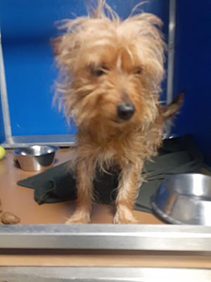 Pierceton, IN - Yorkie, Yorkshire Terrier. Meet Pixie a Pet for ...
