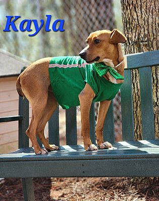 Cambridge, MD - Labrador Retriever. Meet Bambi a Pet for Adoption ...