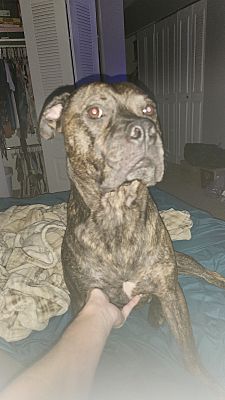 Jacksonville, FL - Boxer/Mastiff. Meet Rambo a Pet for Adoption ...