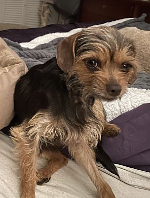 Concord, CA - Terrier (Unknown Type, Small)/Poodle (Miniature). Meet ...