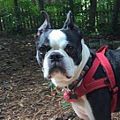 Boston Terrier Puppies - Boston Terrier Rescue and Adoption