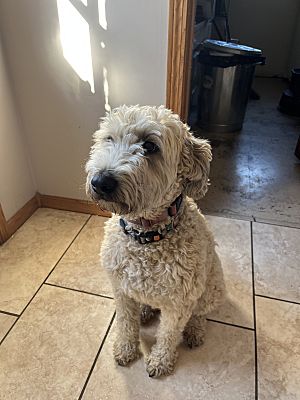 Newton, KS - Wheaten Terrier/Poodle (Standard). Meet WILLOW a Pet for ...