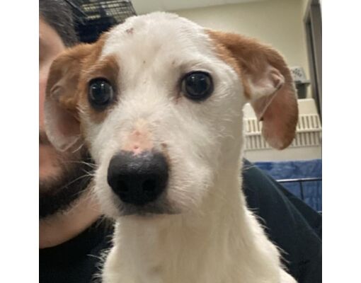 Lynchburg, VA - Jack Russell Terrier/Mixed Breed (Medium). Meet Russell ...