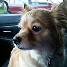 Pomeranian Puppies - Pomeranian Rescue and Adoption Near You