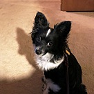 Papillon Puppies - Papillon Rescue and Adoption Near You