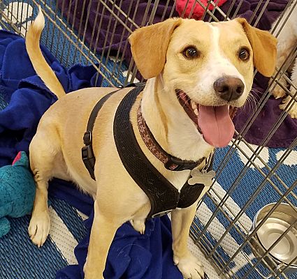 Phoenix, AZ - Beagle/Terrier (Unknown Type, Medium). Meet Alex a Pet ...
