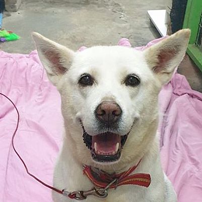 Los Angeles, CA - Jindo/Spitz (Unknown Type, Medium). Meet Ari a Pet ...