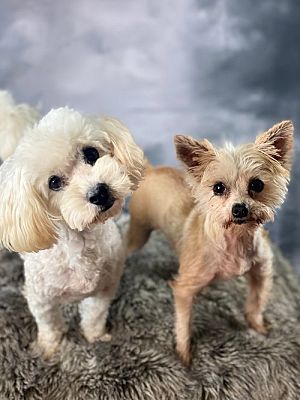 Dallas, TX - Yorkie, Yorkshire Terrier. Meet Chai (BONDED with Beary) a ...