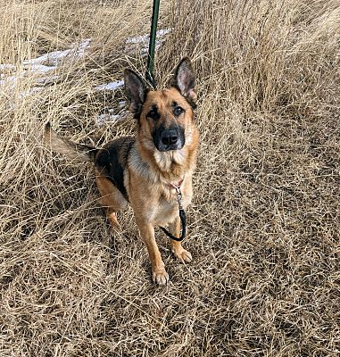 Sheridan, WY - German Shepherd Dog. Meet Maurice a Pet for Adoption ...