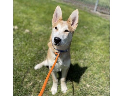 Tangent, OR - Alaskan Klee Kai/Mixed Breed (Medium). Meet Gibson a Pet ...