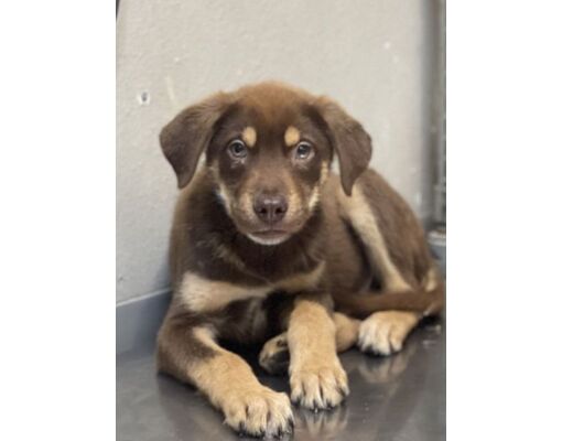 Espanola, NM - Alaskan Klee Kai/Mixed Breed (Medium). Meet Eric a Pet ...