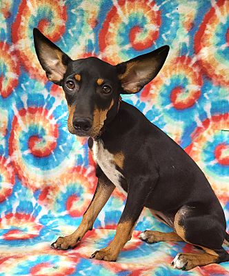 New York, NY - Miniature Pinscher/Manchester Terrier. Meet Ginger a Pet ...