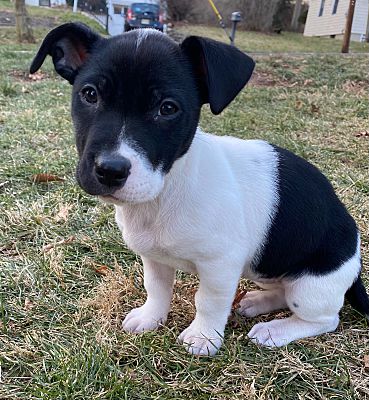Berkeley Heights, NJ - Labrador Retriever/Mixed Breed (Medium). Meet ...