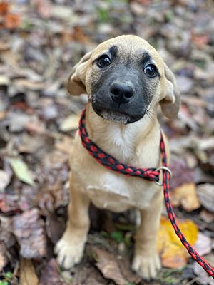 Taylors, SC - Beagle/Labrador Retriever. Meet Rolo a Pet for Adoption ...