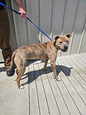 Shelbyville, TN - American Pit Bull Terrier. Meet Coco a Pet for ...