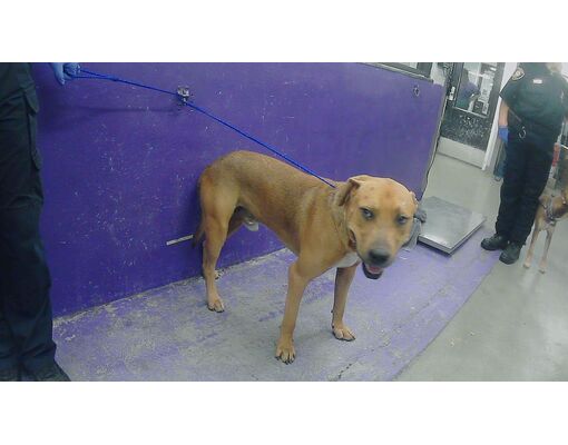 Houston, TX - American Staffordshire Terrier. Meet SCOOBY a Pet for ...