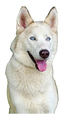 Mead, CO - Siberian Husky/Mixed Breed (Large). Meet Max a Pet for ...