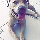 Mastiff Puppies - English Mastiff Puppies and Rescue