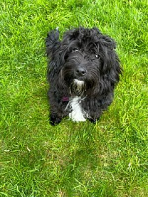 Sharon Center, OH - Poodle (Miniature). Meet Duffy a Pet for Adoption ...