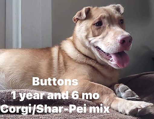 Upper Saddle River, NJ - Corgi/Shar Pei. Meet Buttons a Pet for ...