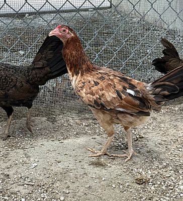 Houston, TX - Chicken. Meet Kendall a Pet for Adoption - AdoptaPet.com